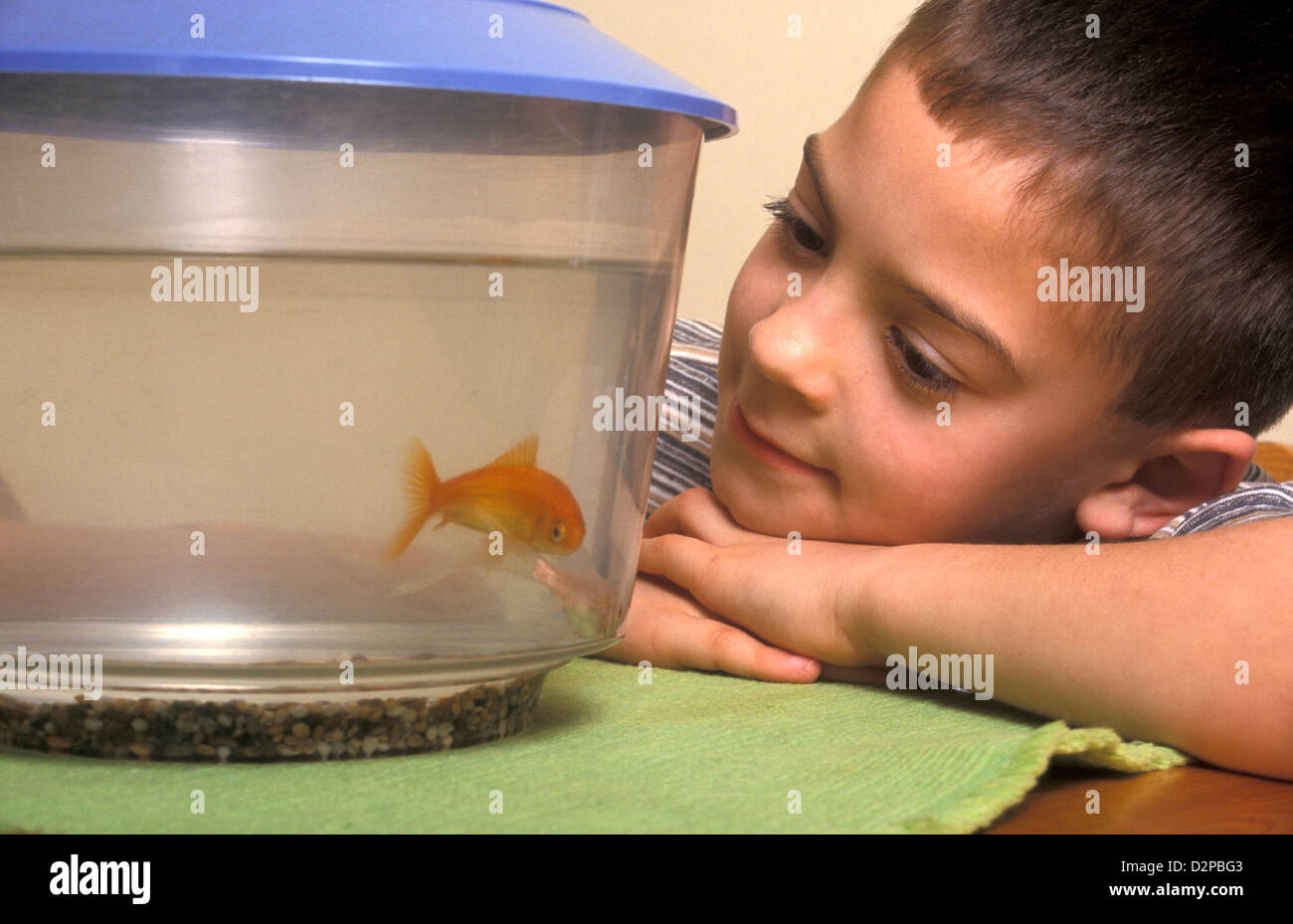 Boy looking at goldfish hi-res stock photography and images - Alamy