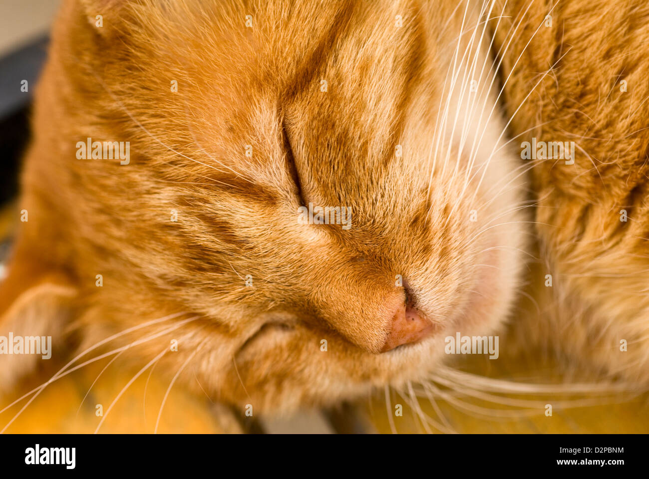 red cat sleeping Stock Photo - Alamy