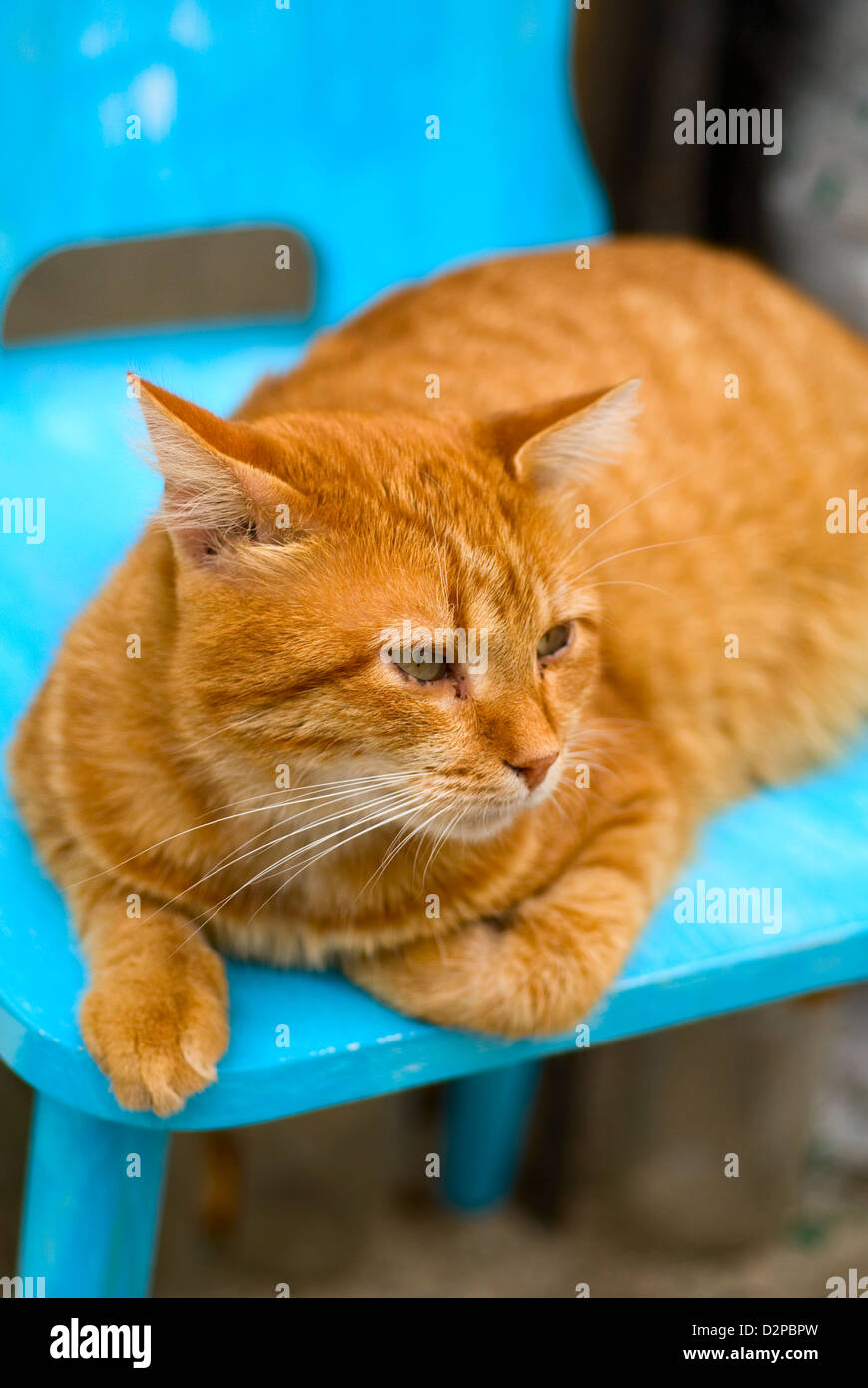 Cat red blue hi-res stock photography and images - Alamy