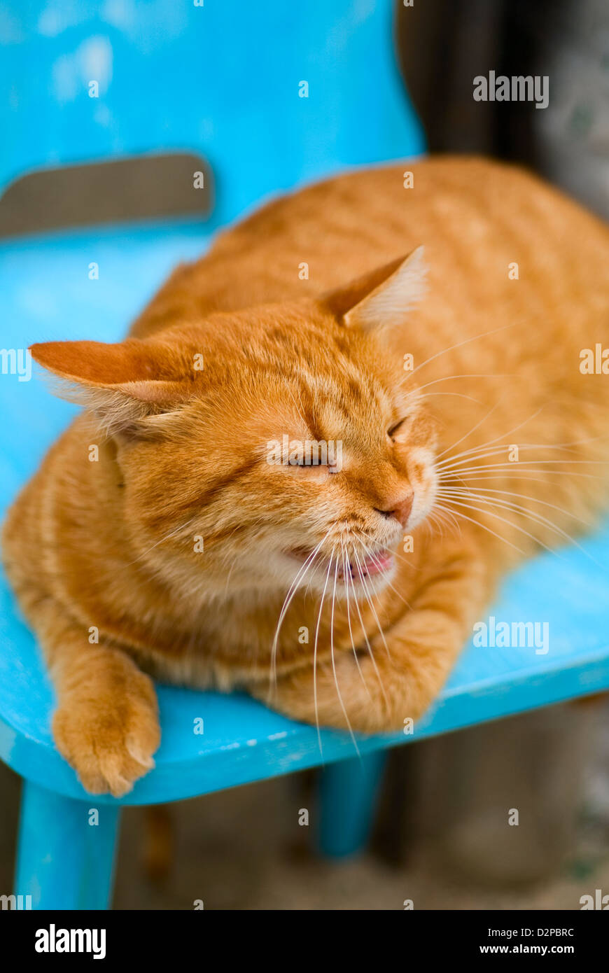 Cat red blue hi-res stock photography and images - Alamy