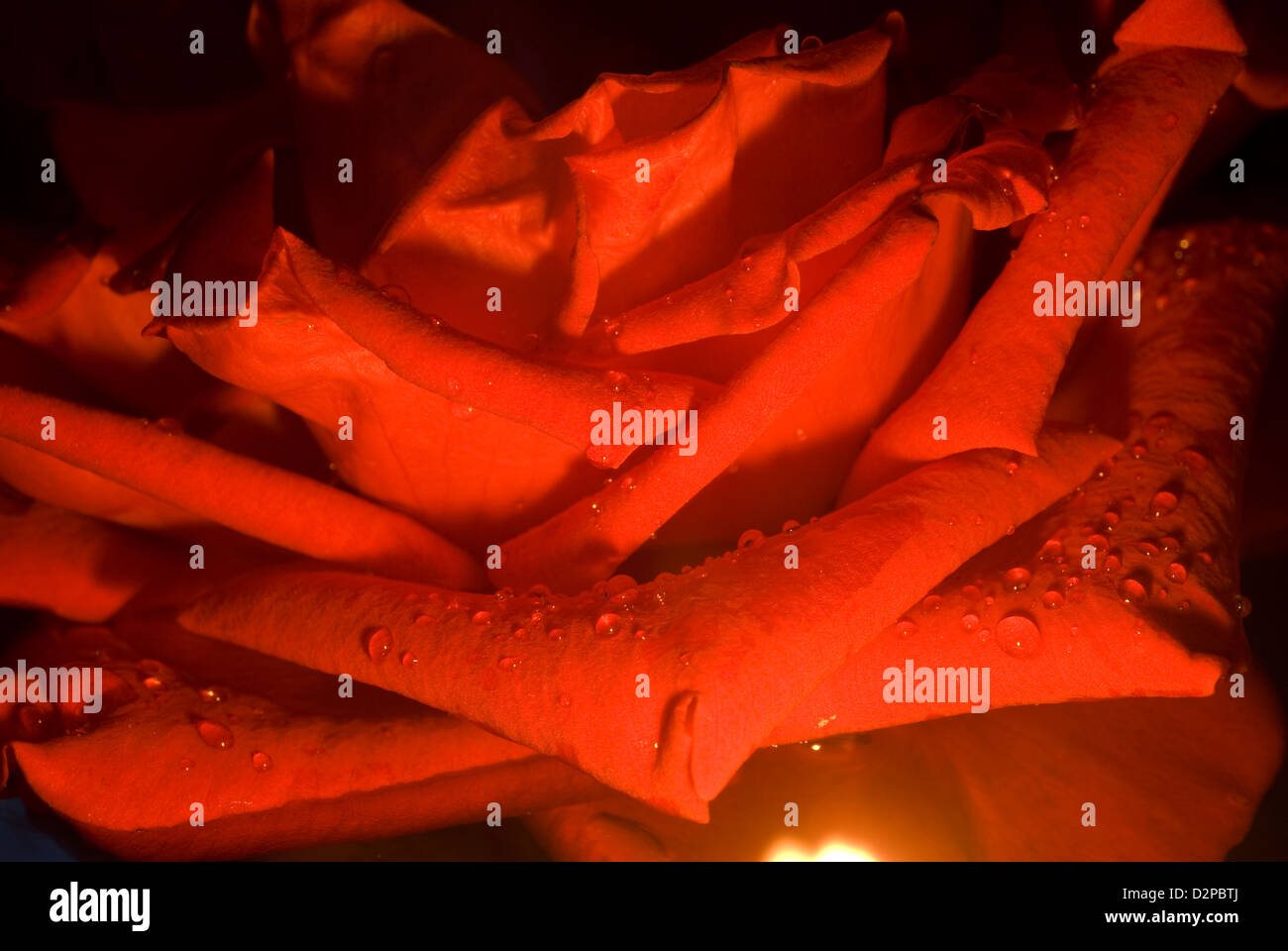 a red rose at night Stock Photo - Alamy