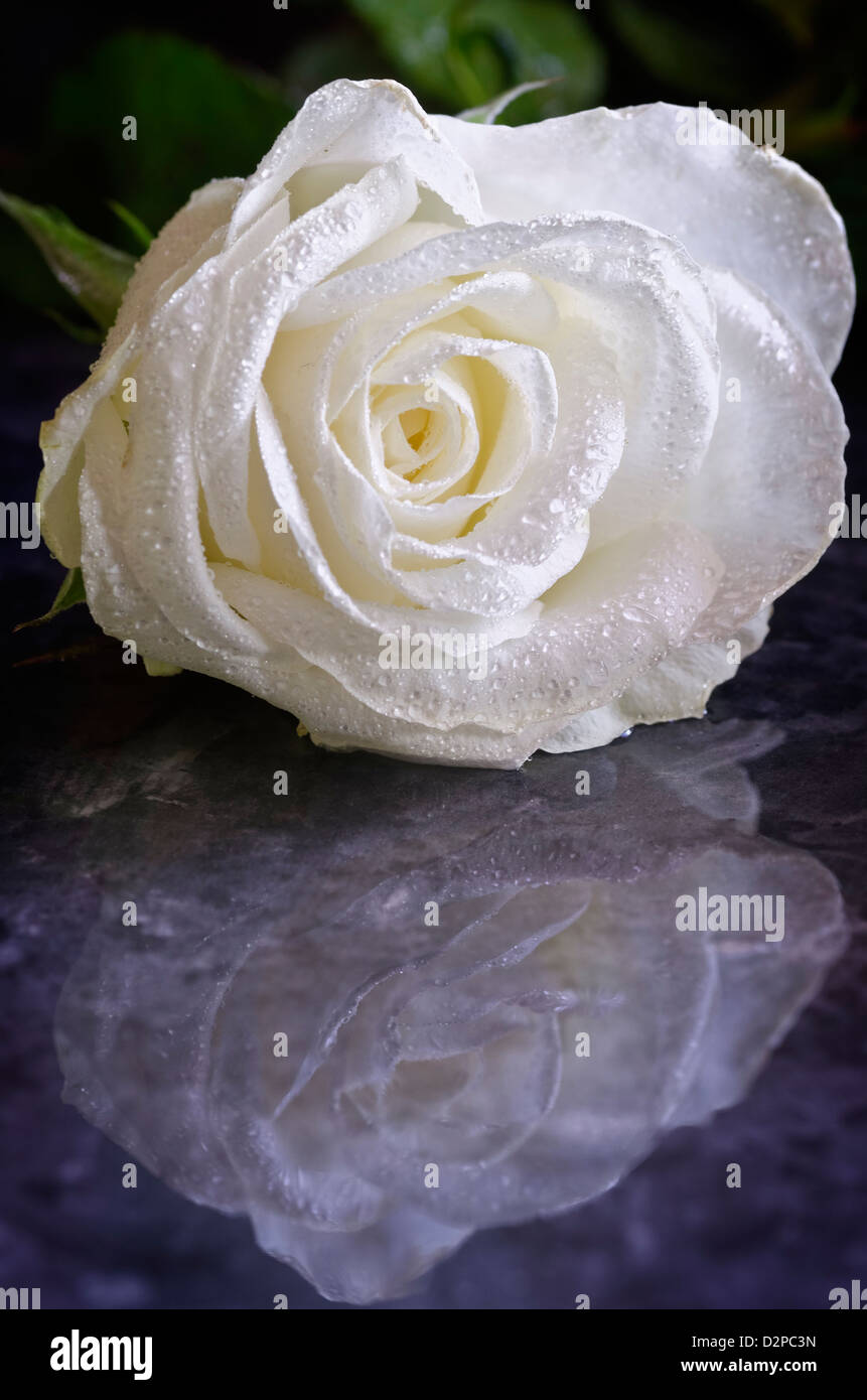 Still rose image hi-res stock photography and images - Alamy