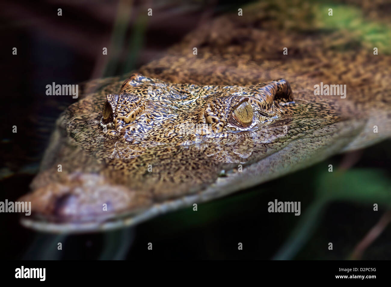 Crocodile eyes hi-res stock photography and images - Alamy