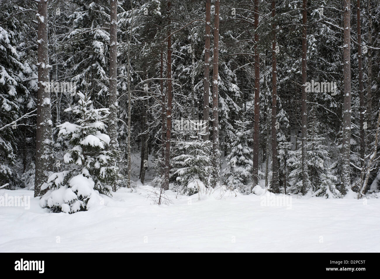 Dense coniferous forest in the middle of the winter Stock Photo - Alamy