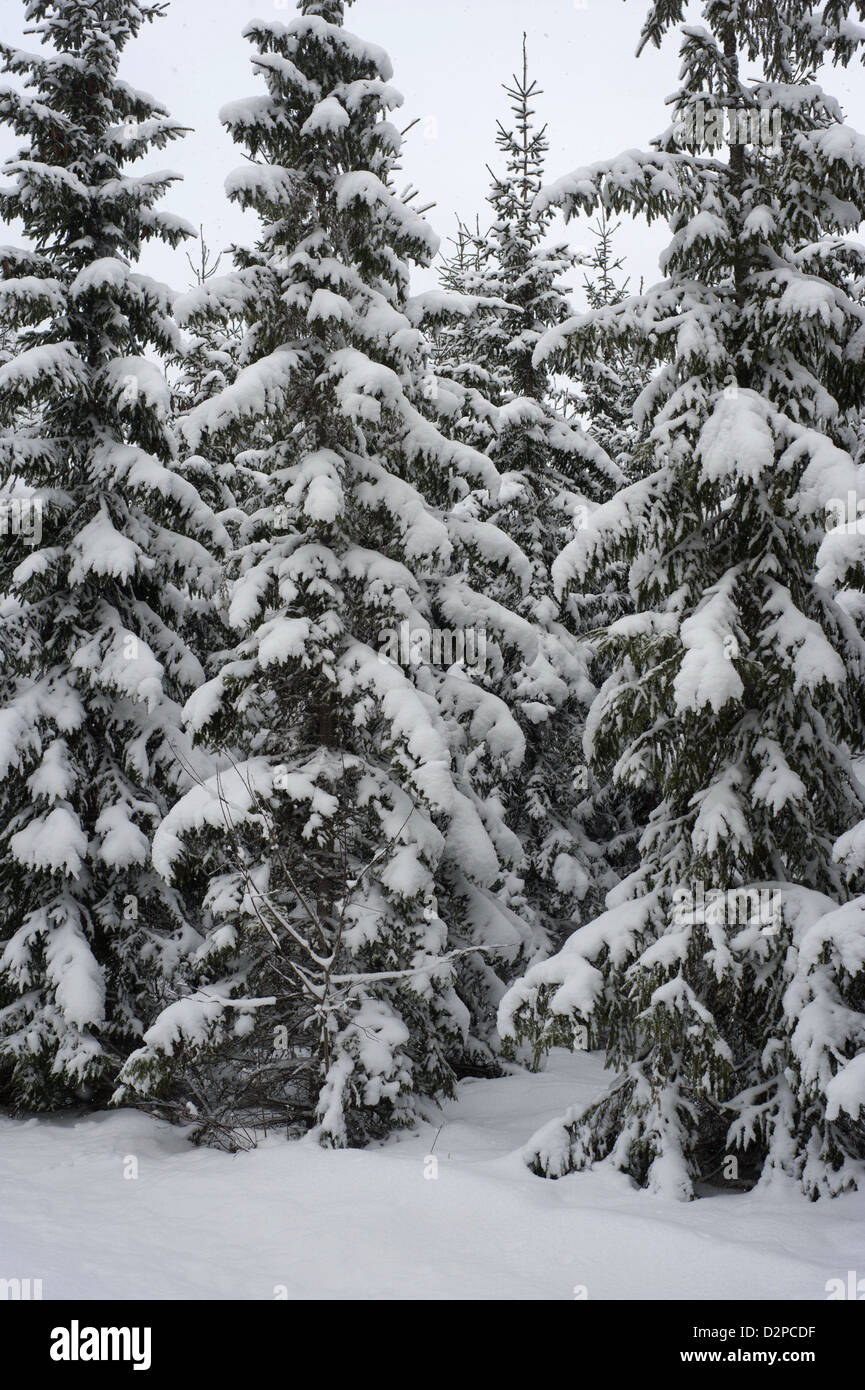Spruce fir forest after a heavy snowfall Stock Photo - Alamy