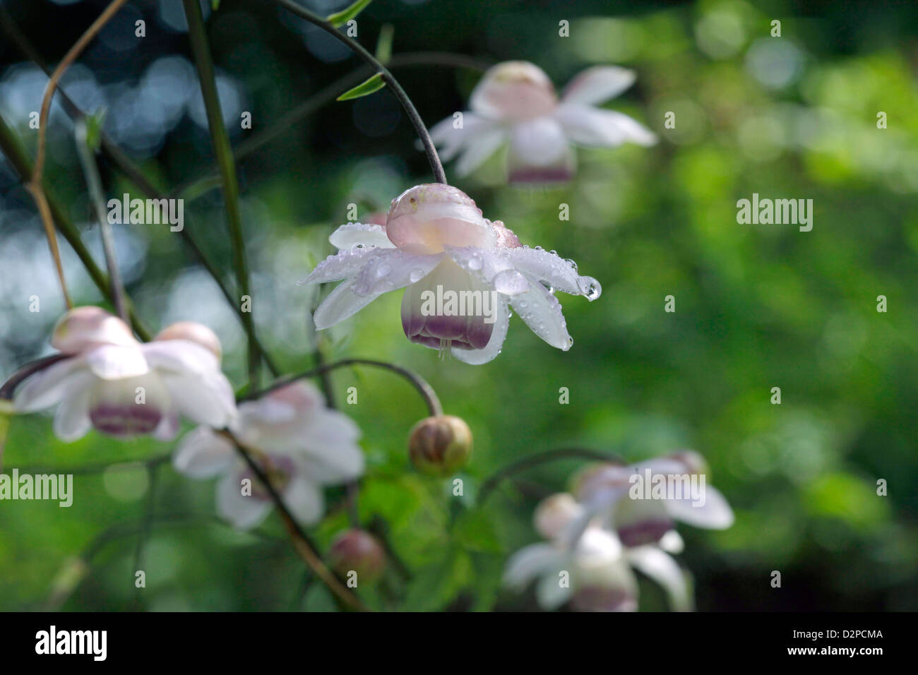 Mitake san hi-res stock photography and images - Alamy