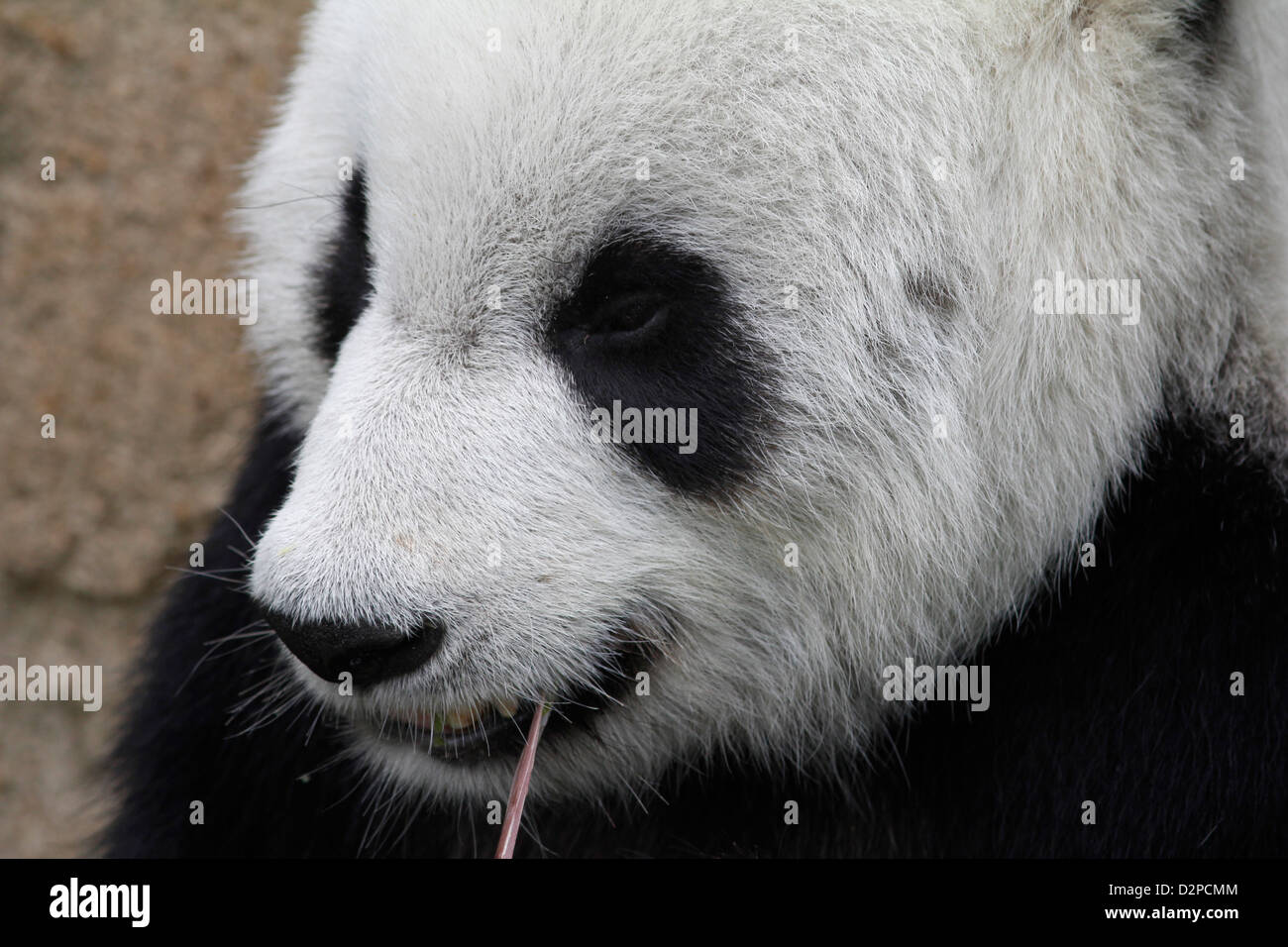 Giant Panda eating bamboo Memphis Zoo Tennessee Stock Photo - Alamy