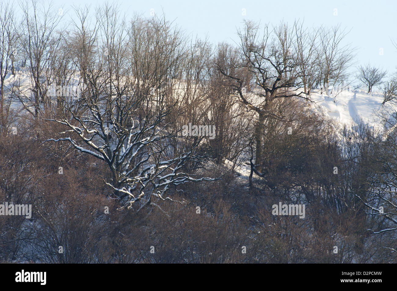 Valley oak trees hi-res stock photography and images - Alamy