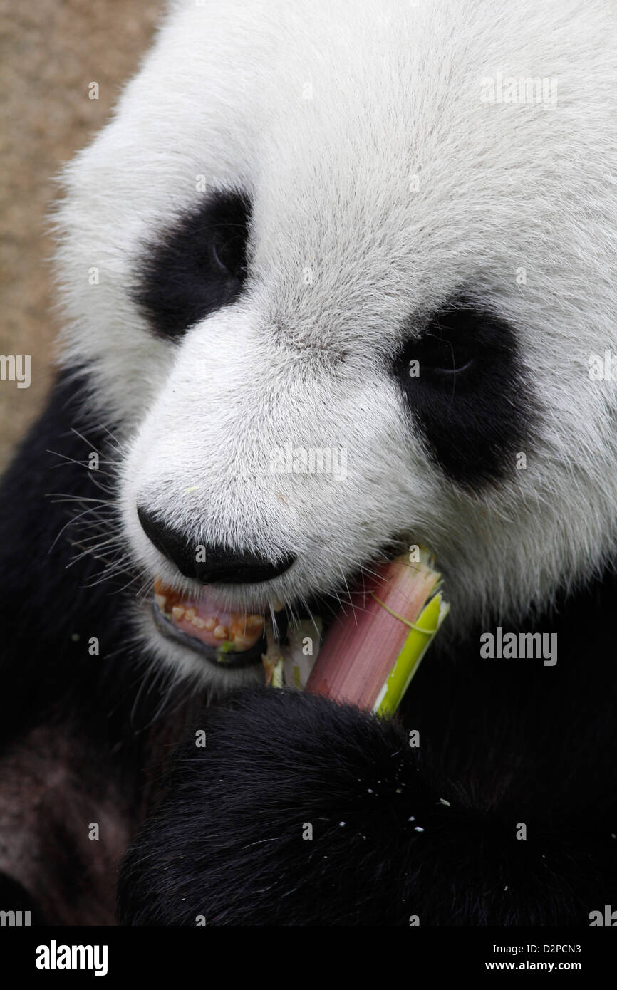 Giant Panda eating bamboo Memphis Zoo Tennessee Stock Photo - Alamy