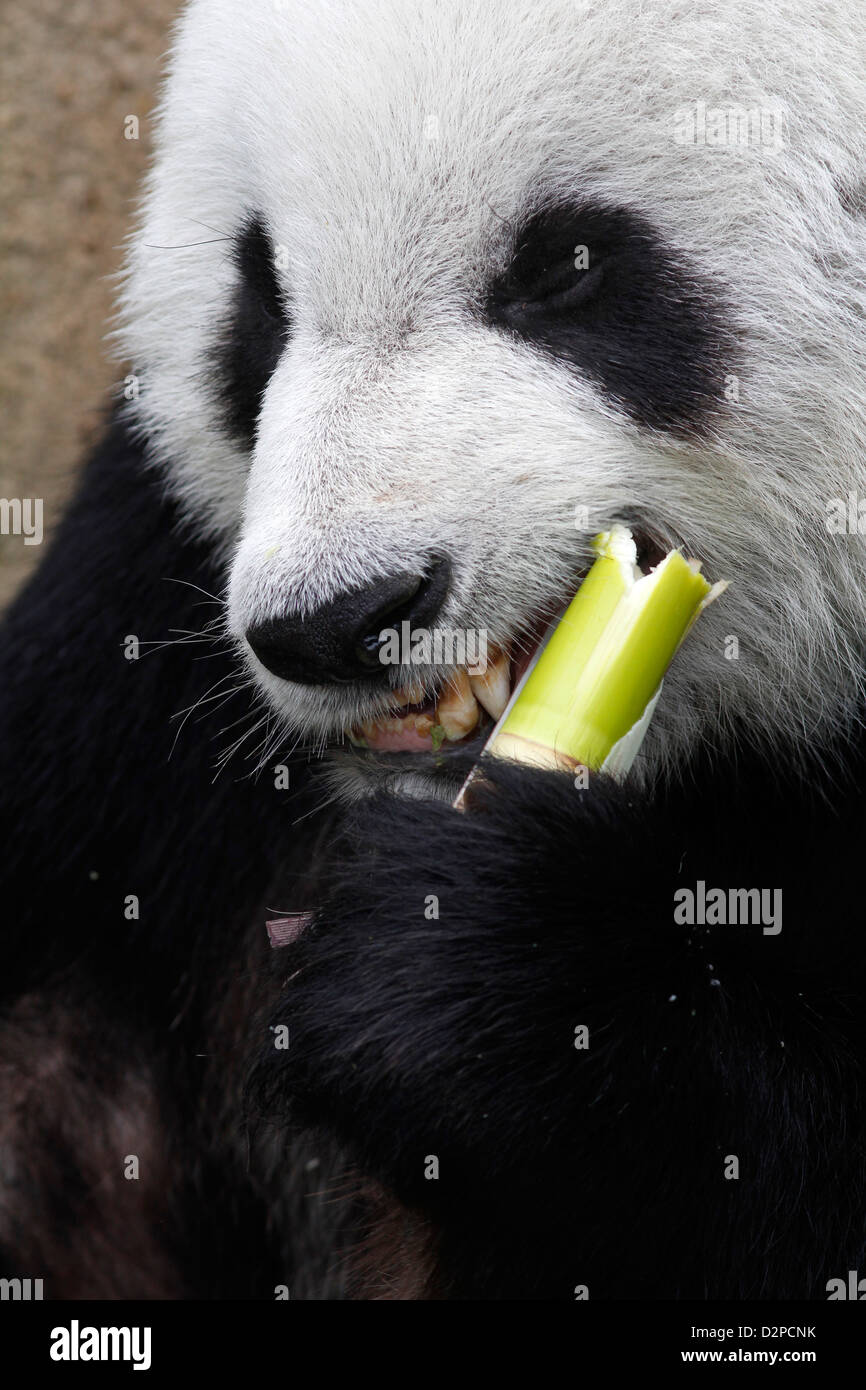 Giant Panda eating bamboo Memphis Zoo Tennessee Stock Photo - Alamy