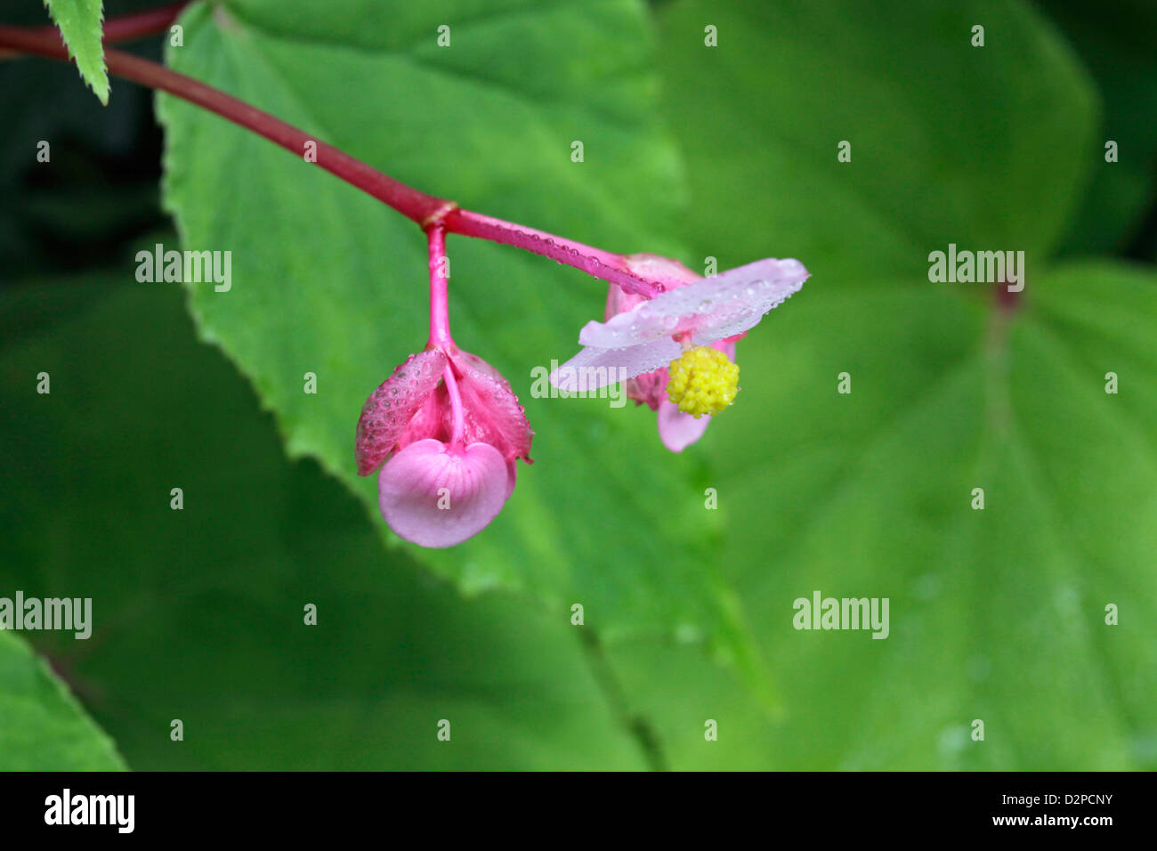 A close up shot of Hardy begonia in Mitake-san mountain Tokyo Japan ...