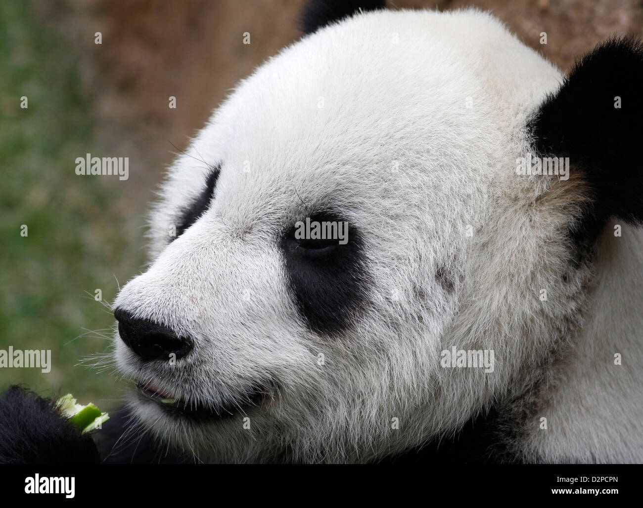 Giant Panda eating bamboo Memphis Zoo Tennessee Stock Photo - Alamy