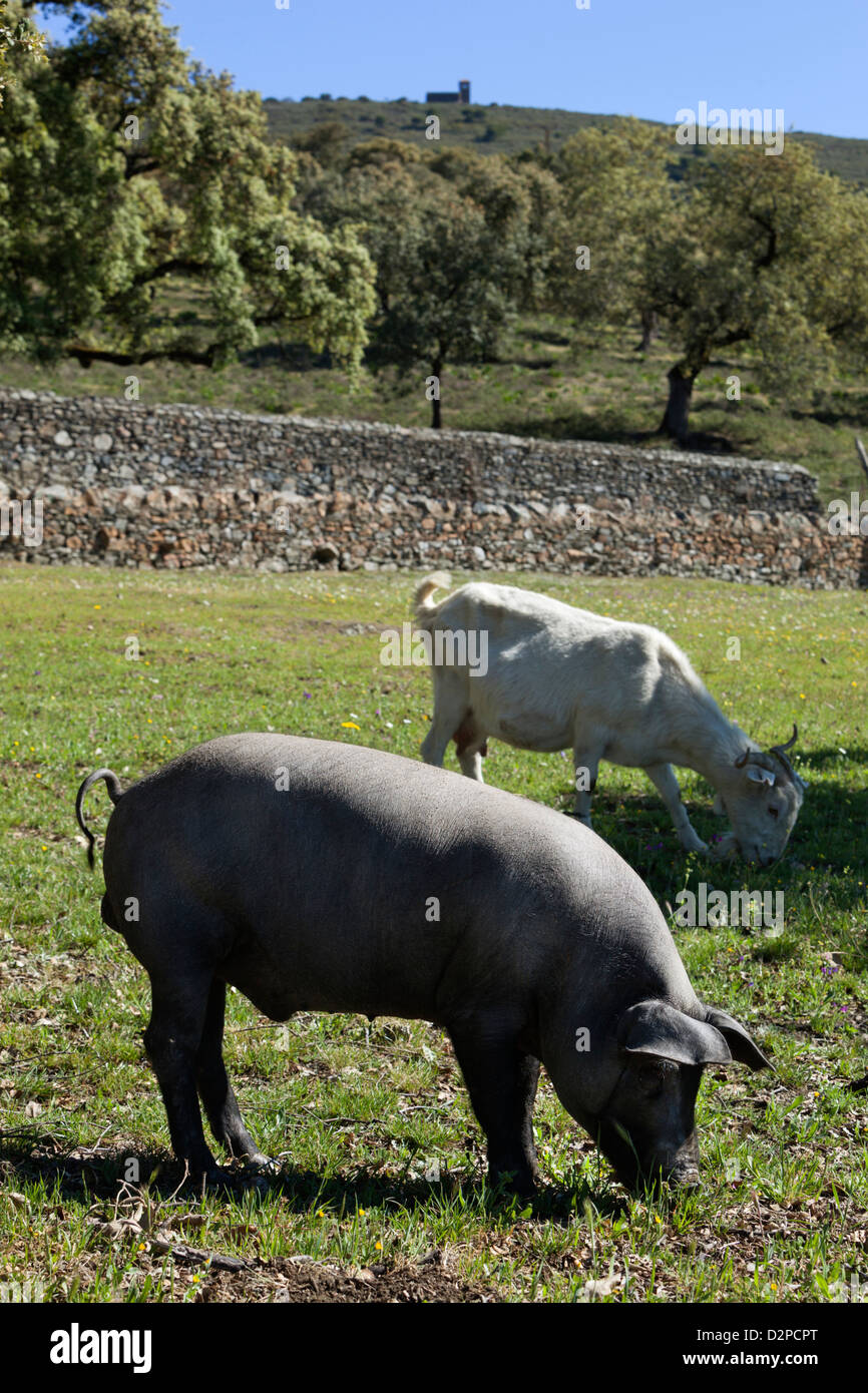 Iberian black pig and goat Stock Photo - Alamy