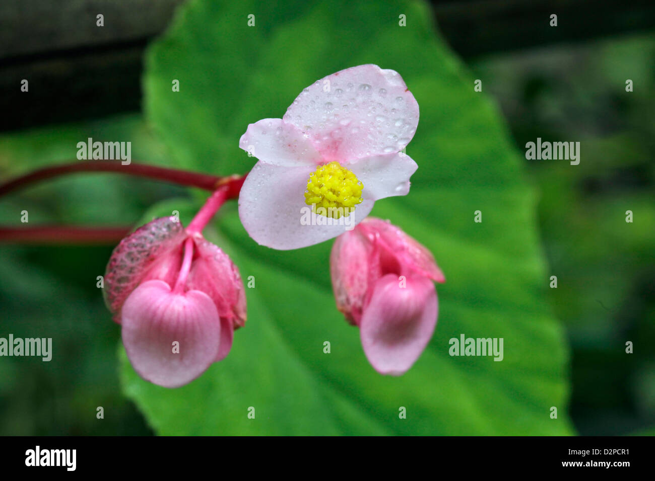 A close up shot of Hardy begonia in Mitake-san mountain Tokyo Japan ...