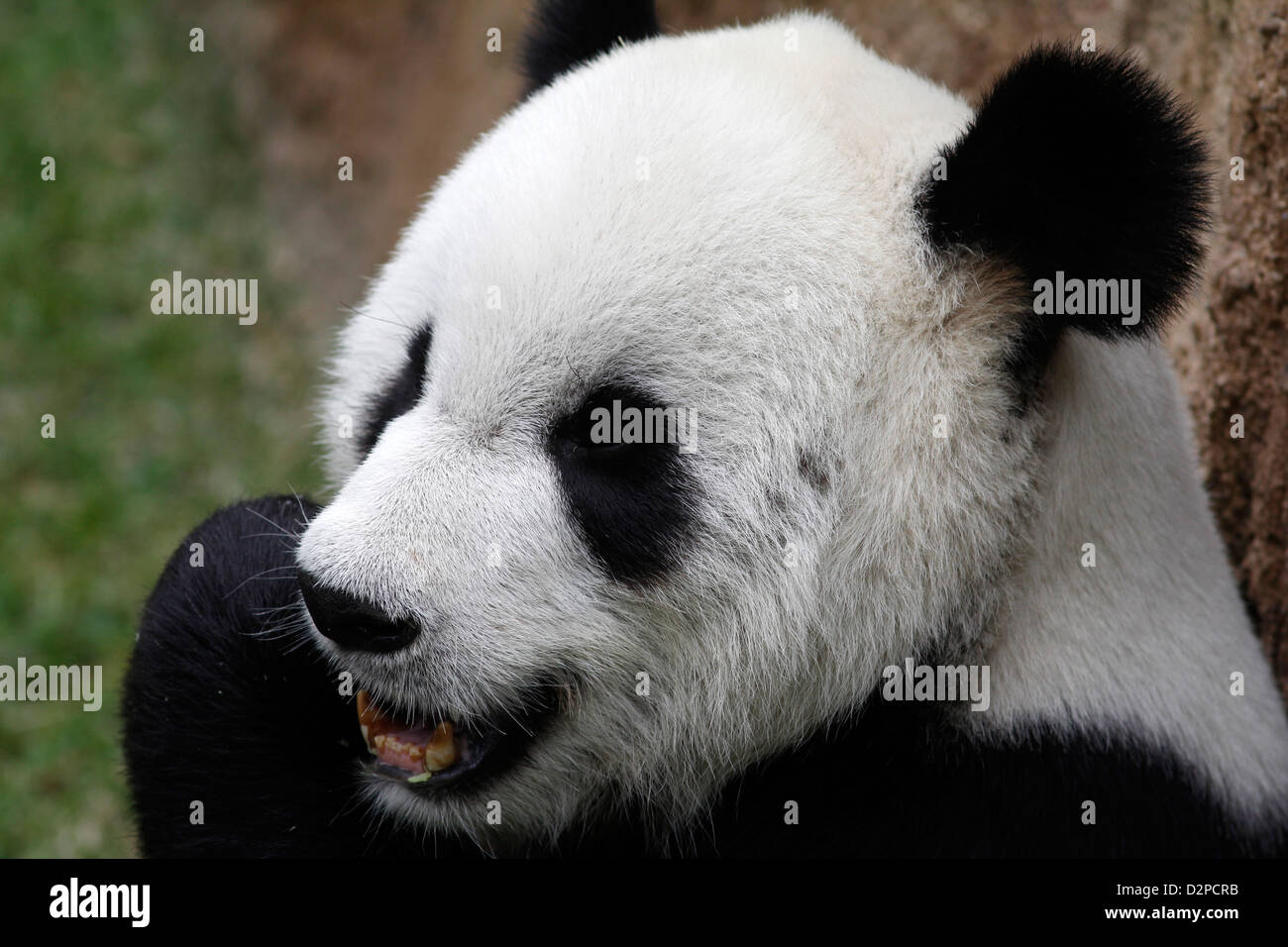 Giant Panda eating bamboo Memphis Zoo Tennessee Stock Photo - Alamy