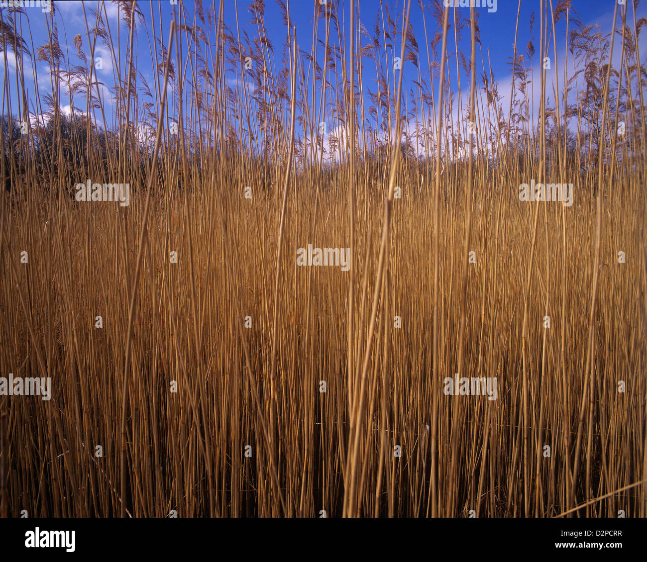 Tall rushes hi-res stock photography and images - Alamy