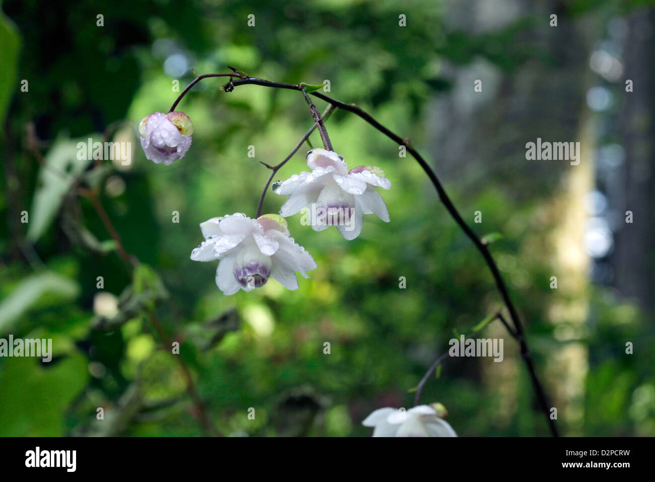 Mitake san hi-res stock photography and images - Alamy