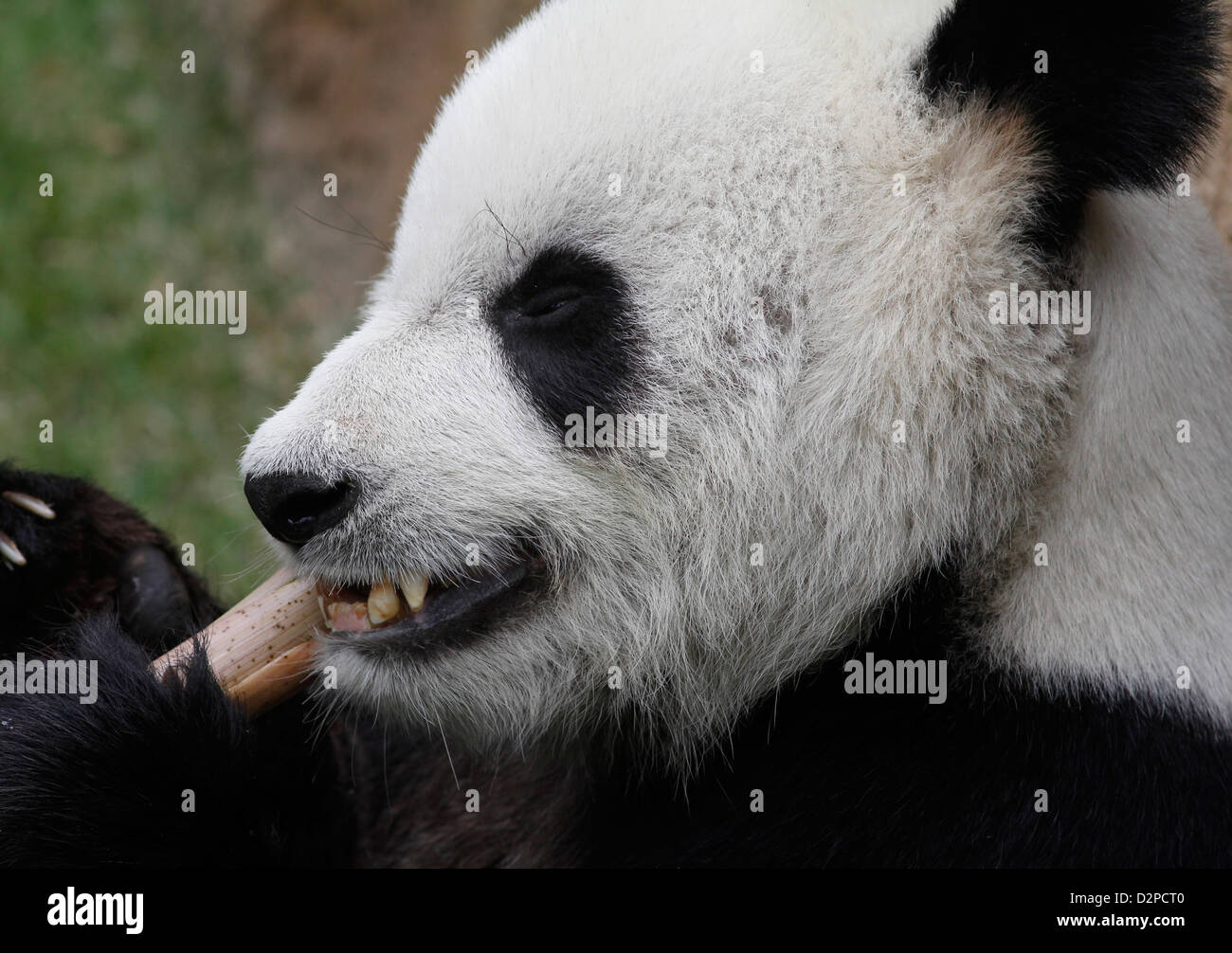 Giant Panda eating bamboo Memphis Zoo Tennessee Stock Photo - Alamy