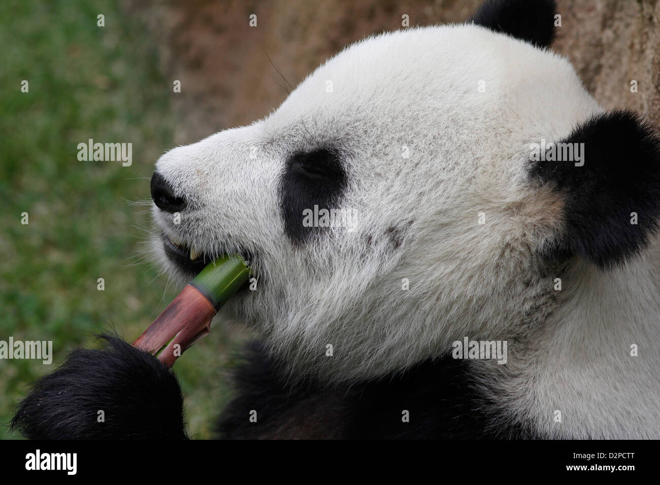 Giant Panda eating bamboo Memphis Zoo Tennessee Stock Photo - Alamy