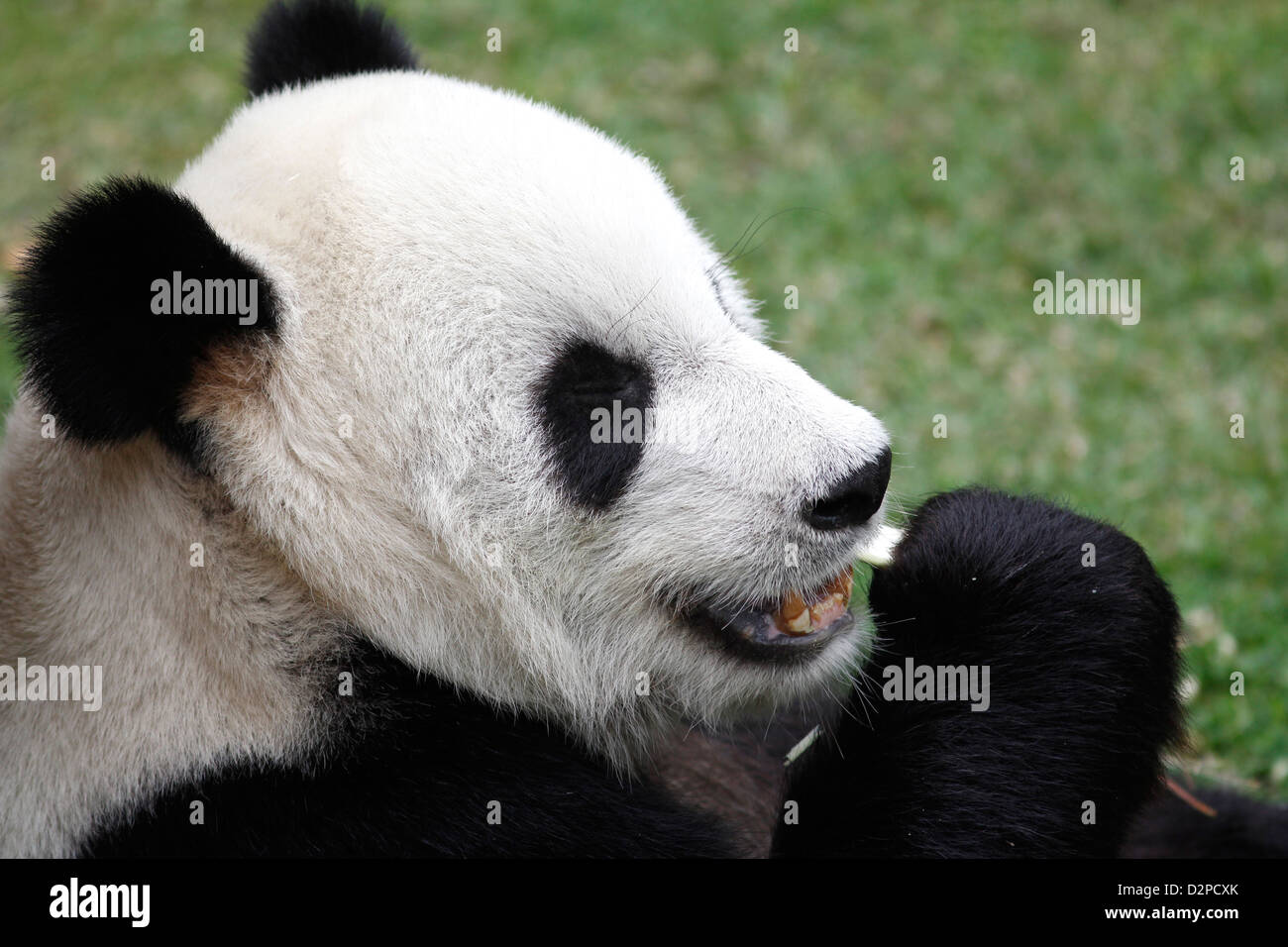 Giant Panda eating bamboo Memphis Zoo Tennessee Stock Photo - Alamy