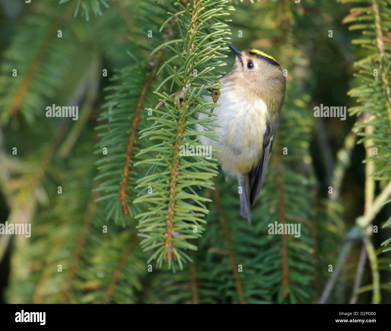 Goldcrest england hi-res stock photography and images - Alamy
