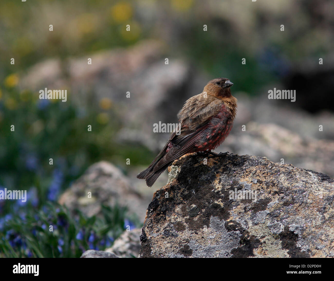 brown capped race Rosy finch on granite Rocky Mountain National Park ...