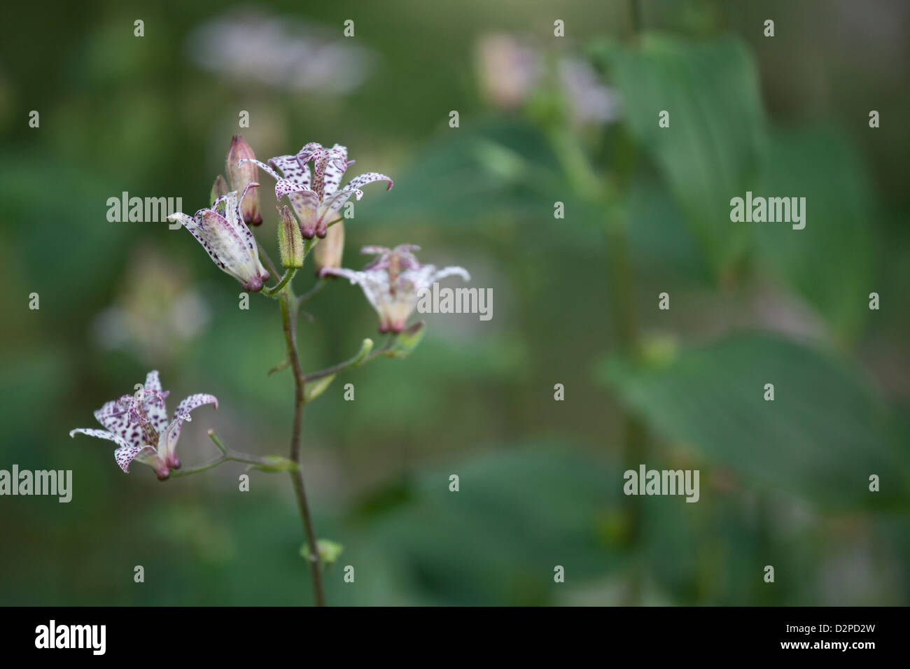 Tricyrtis formosana - Toad Lily Stock Photo - Alamy