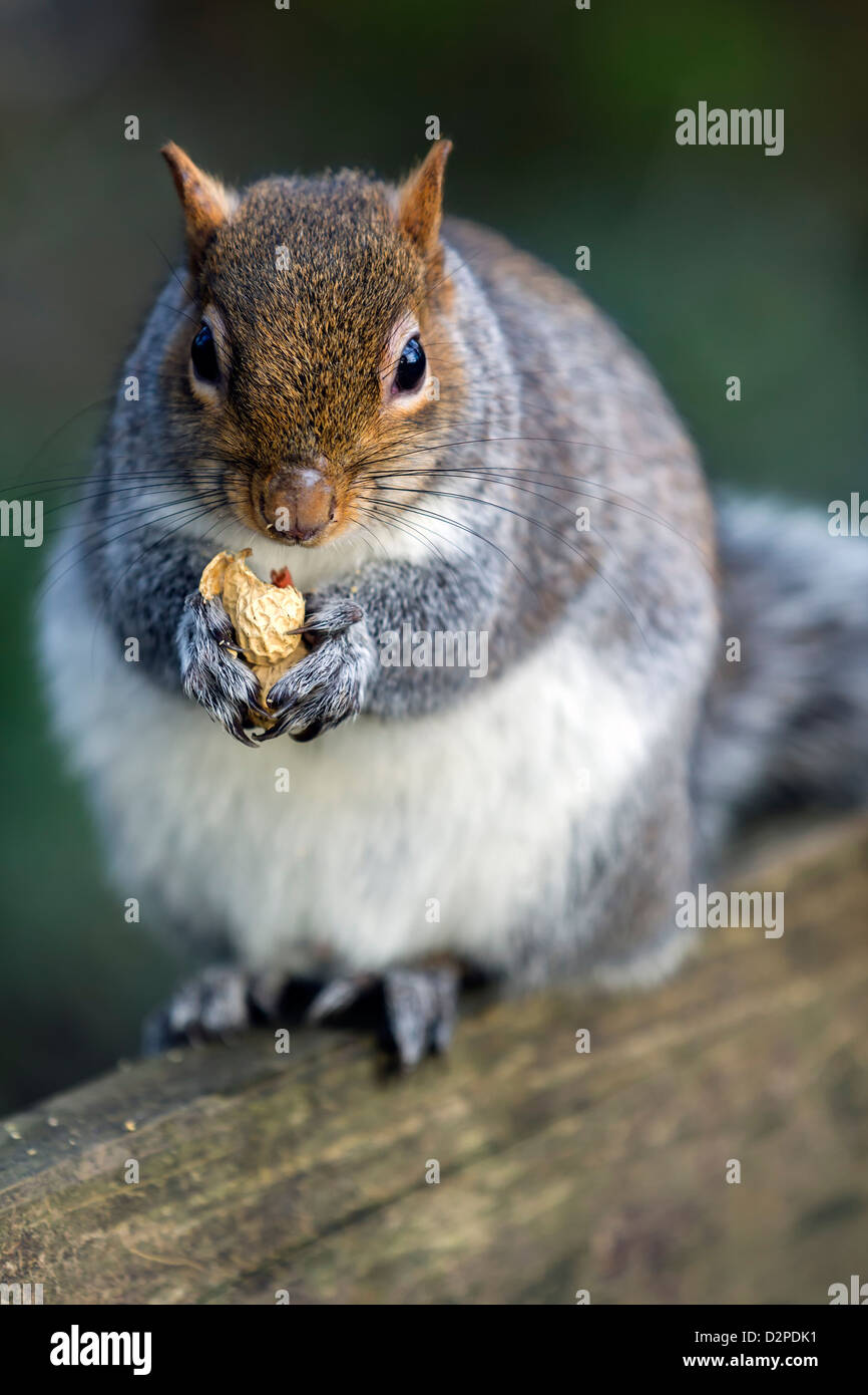 Feeding nuts squirrel hi-res stock photography and images - Alamy