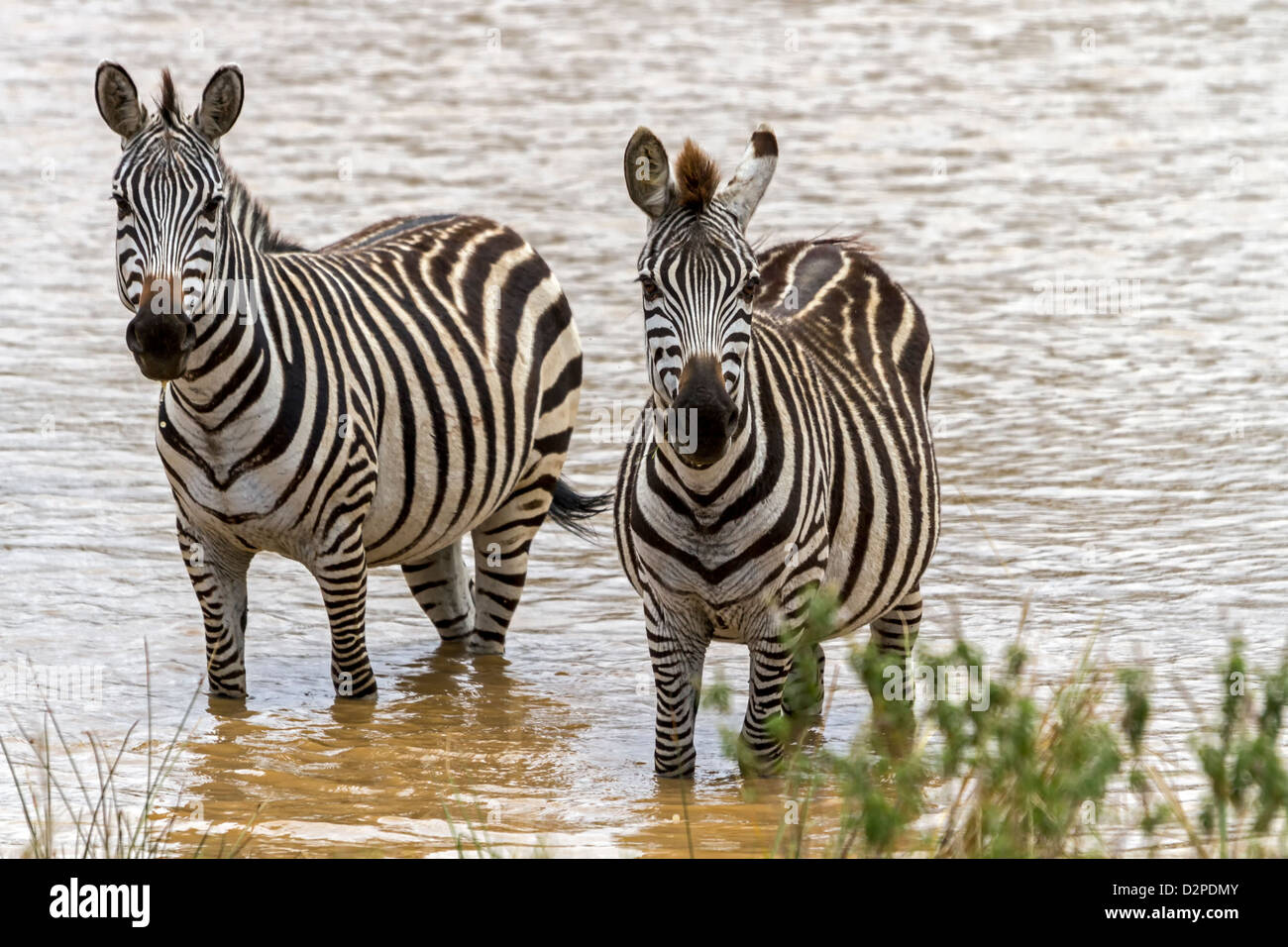 zebra in water Stock Photo - Alamy