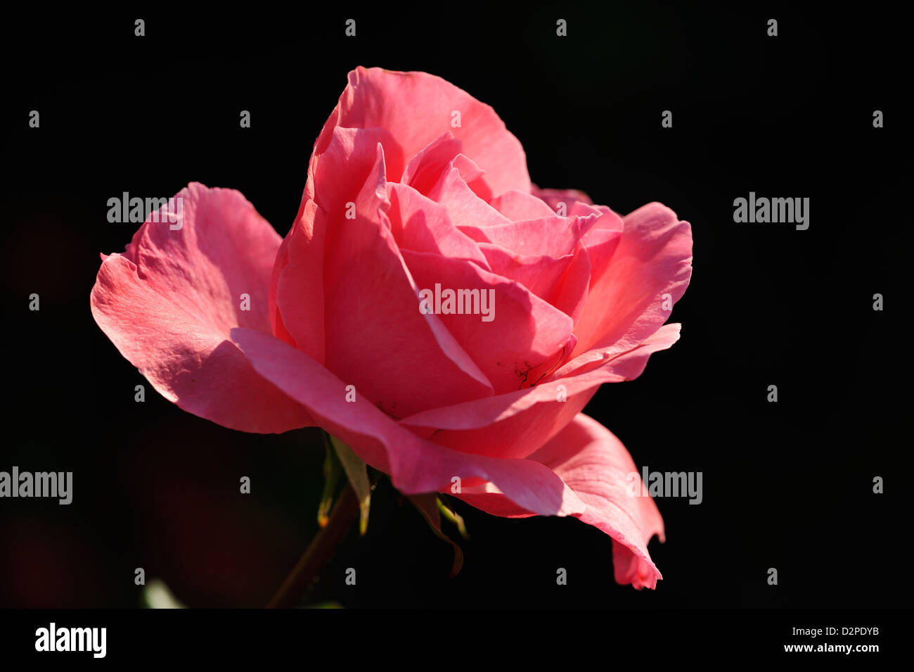 Rose rosa spec hi-res stock photography and images - Alamy