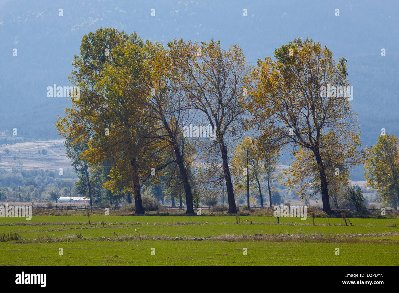 Line, row of deciduous trees with mountains on background Stock Photo ...