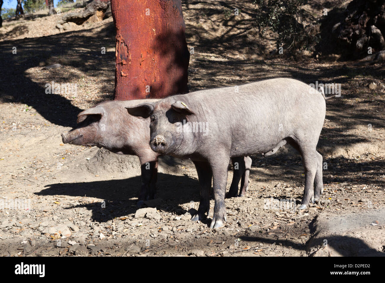Acorn fed pigs hi-res stock photography and images - Alamy