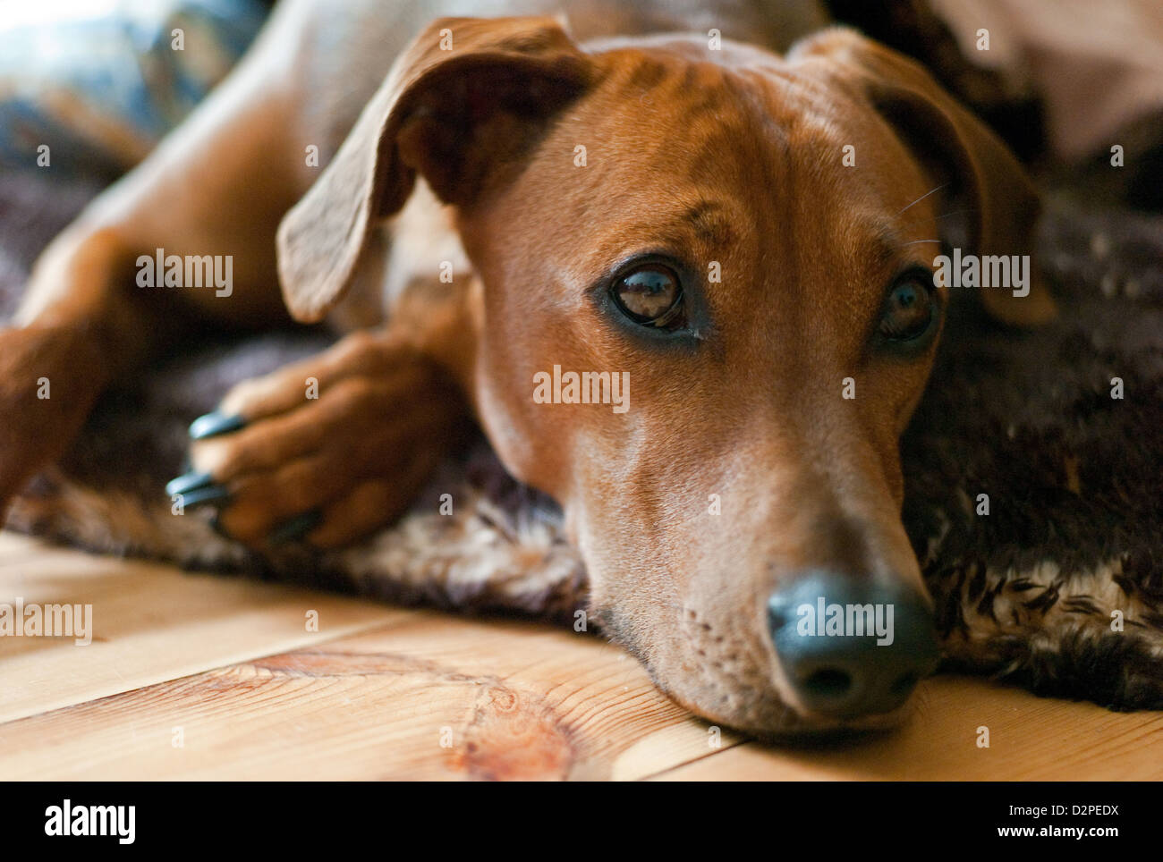 Dog breed germany hi-res stock photography and images - Alamy