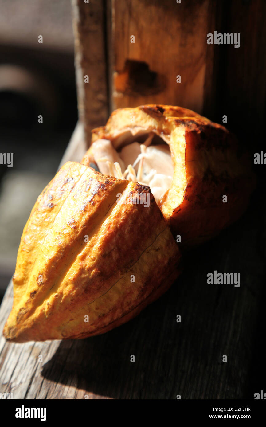 A heavy-shelled cocoa bean dries in the Caribbean sunshine Stock Photo ...