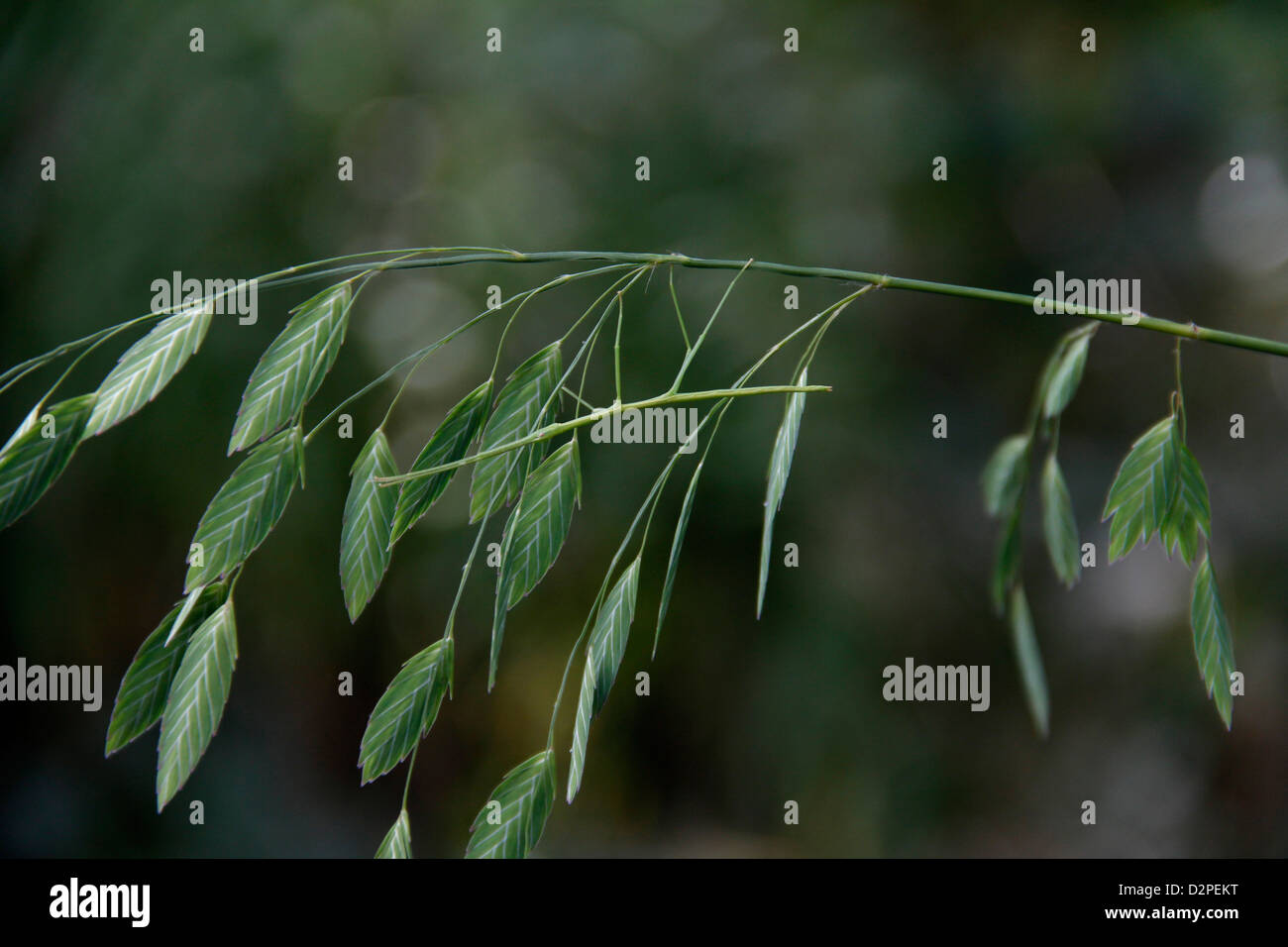 walking stick insect on grass camouflage Ohio Stock Photo - Alamy