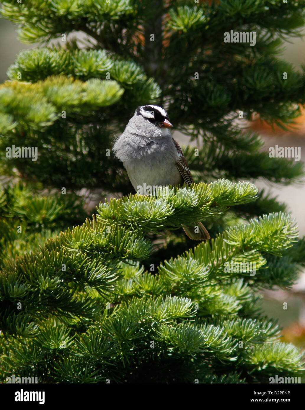 White crowned sparrow on spruce tree Rocky Mountain National Park ...
