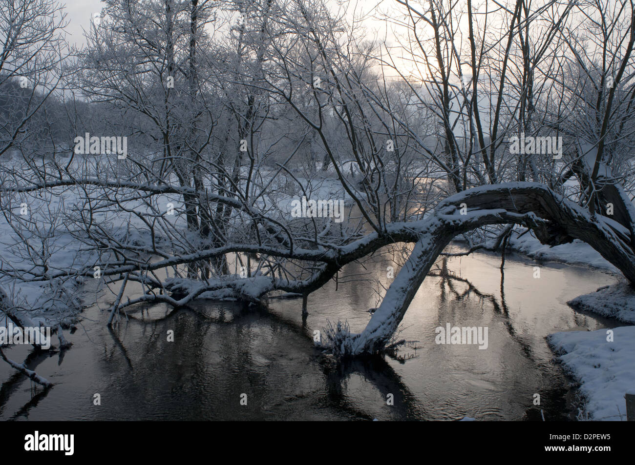Sallow bending ower the river Fylean Stock Photo - Alamy