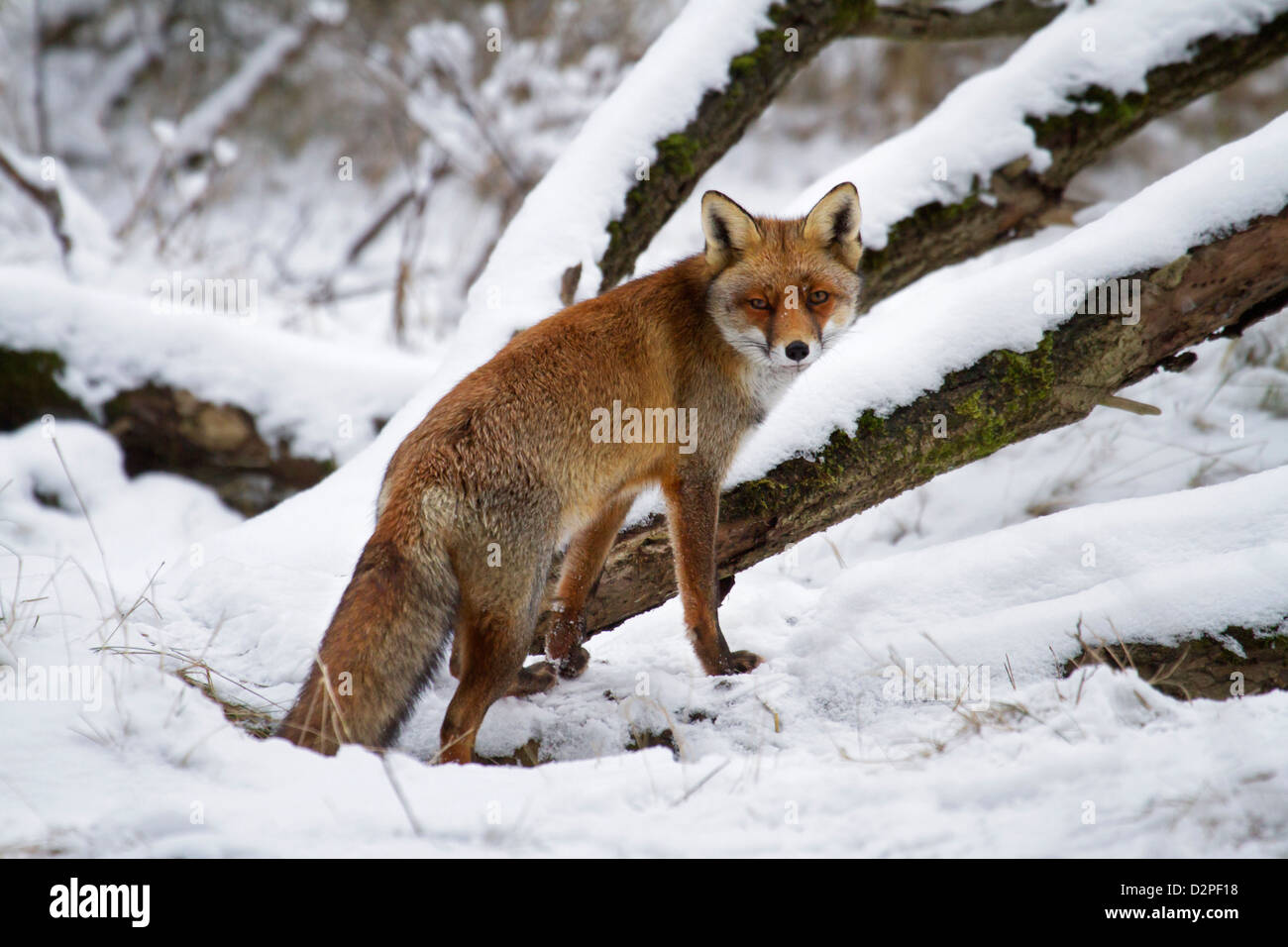 Red fox (Vulpes vulpes) showing thick winter coat in forest in the snow ...
