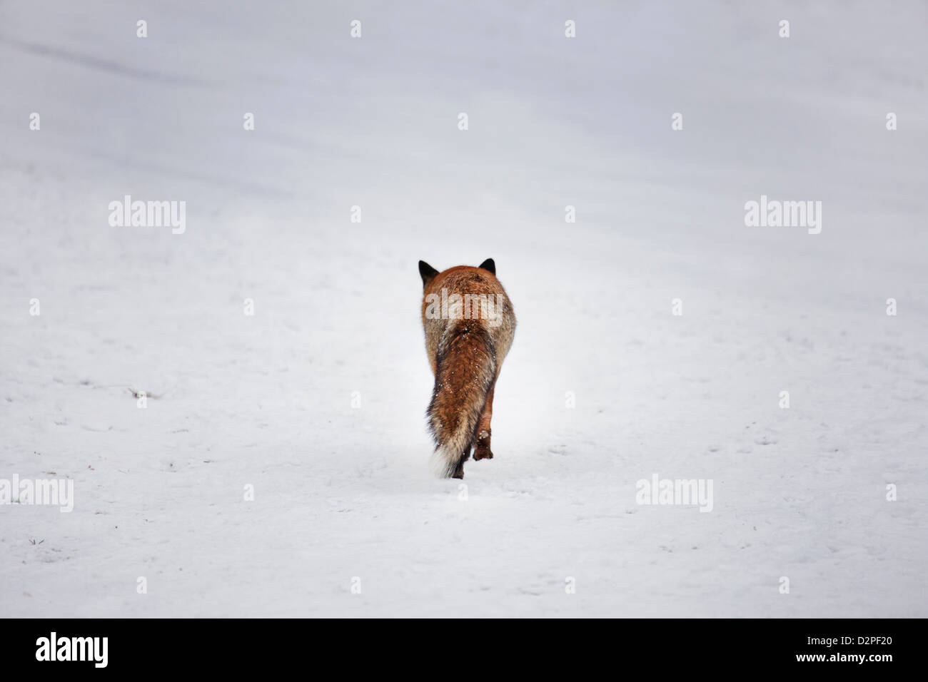 Backside of Red fox (Vulpes vulpes) walking over snow covered meadow in ...