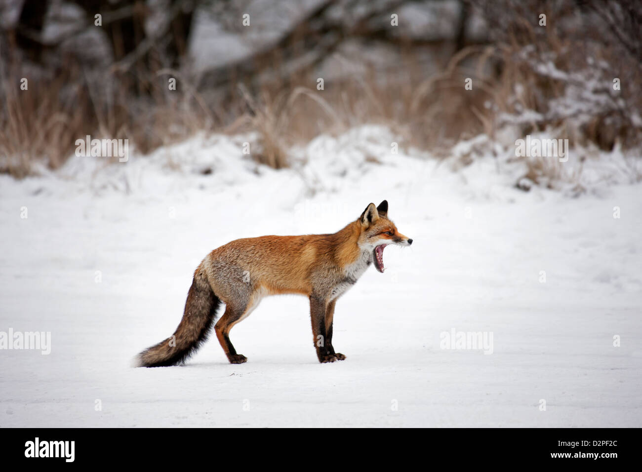 Red fox winter calling hi-res stock photography and images - Alamy