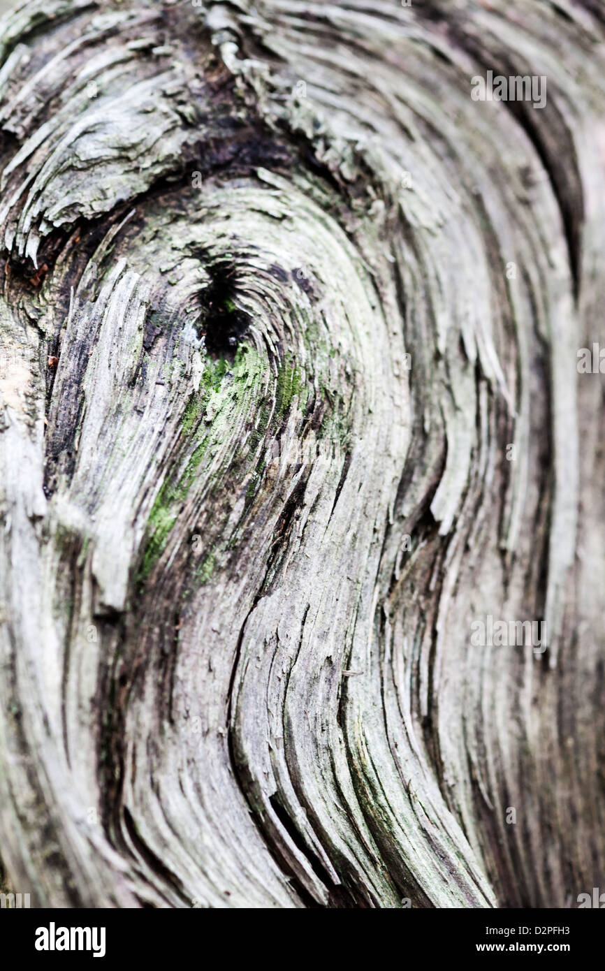 Knothole Tree High Resolution Stock Photography and Images - Alamy