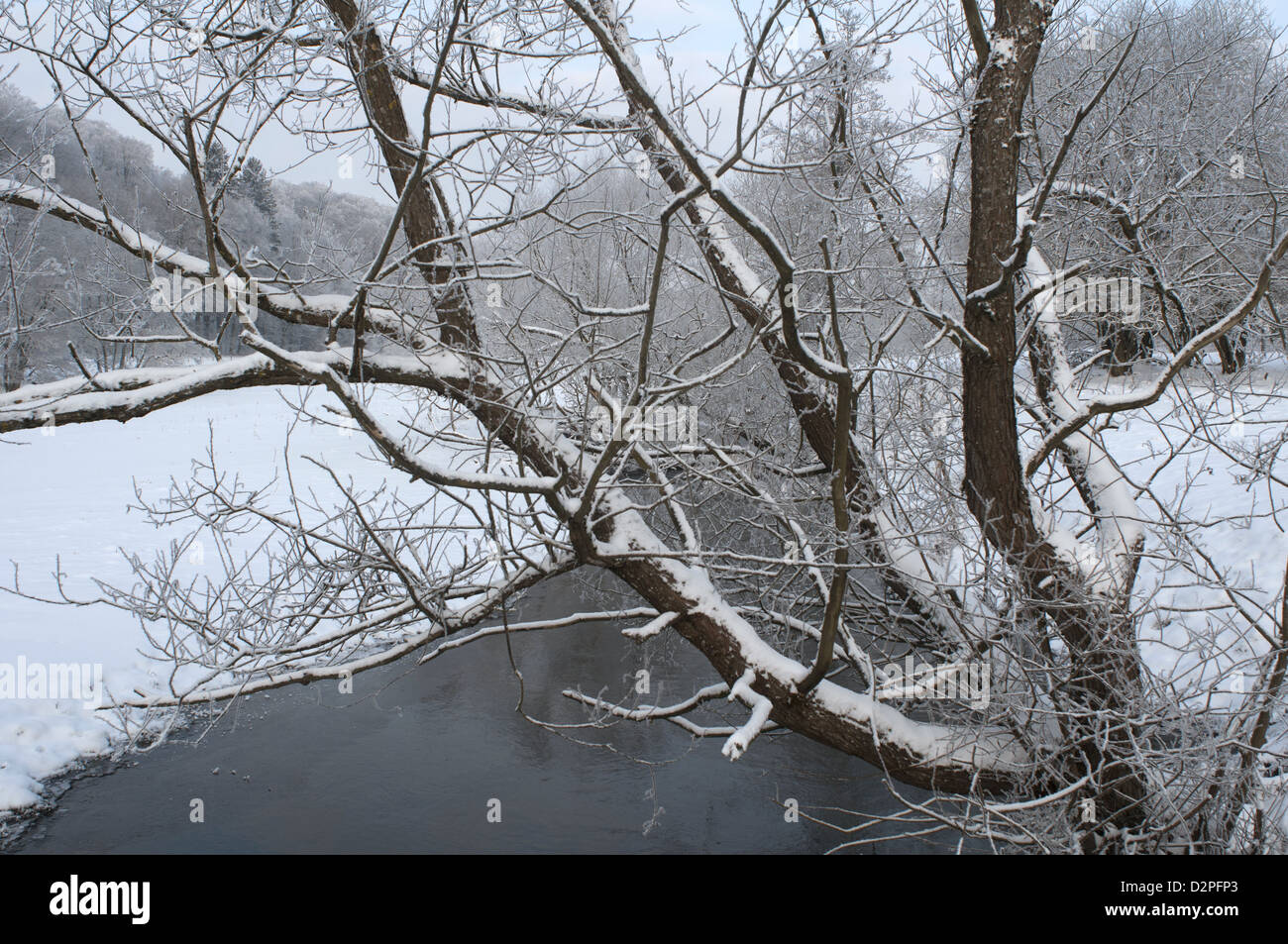 Sallow tree hi-res stock photography and images - Alamy