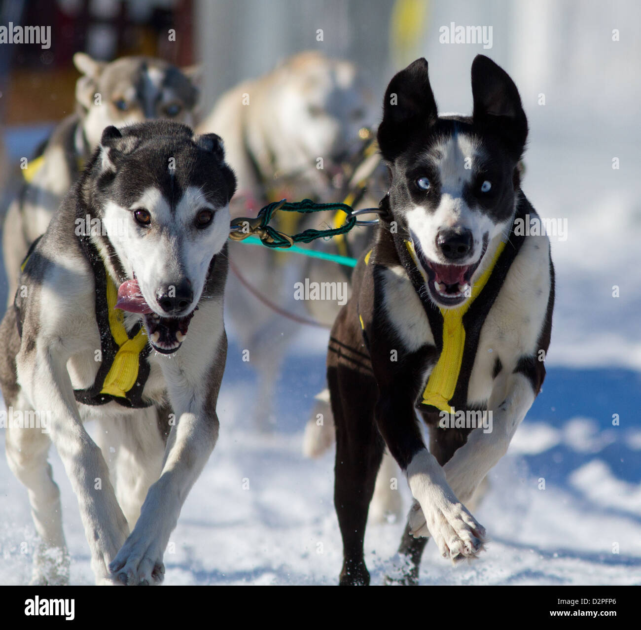 Dog sled race of lanaudiere hi-res stock photography and images - Alamy