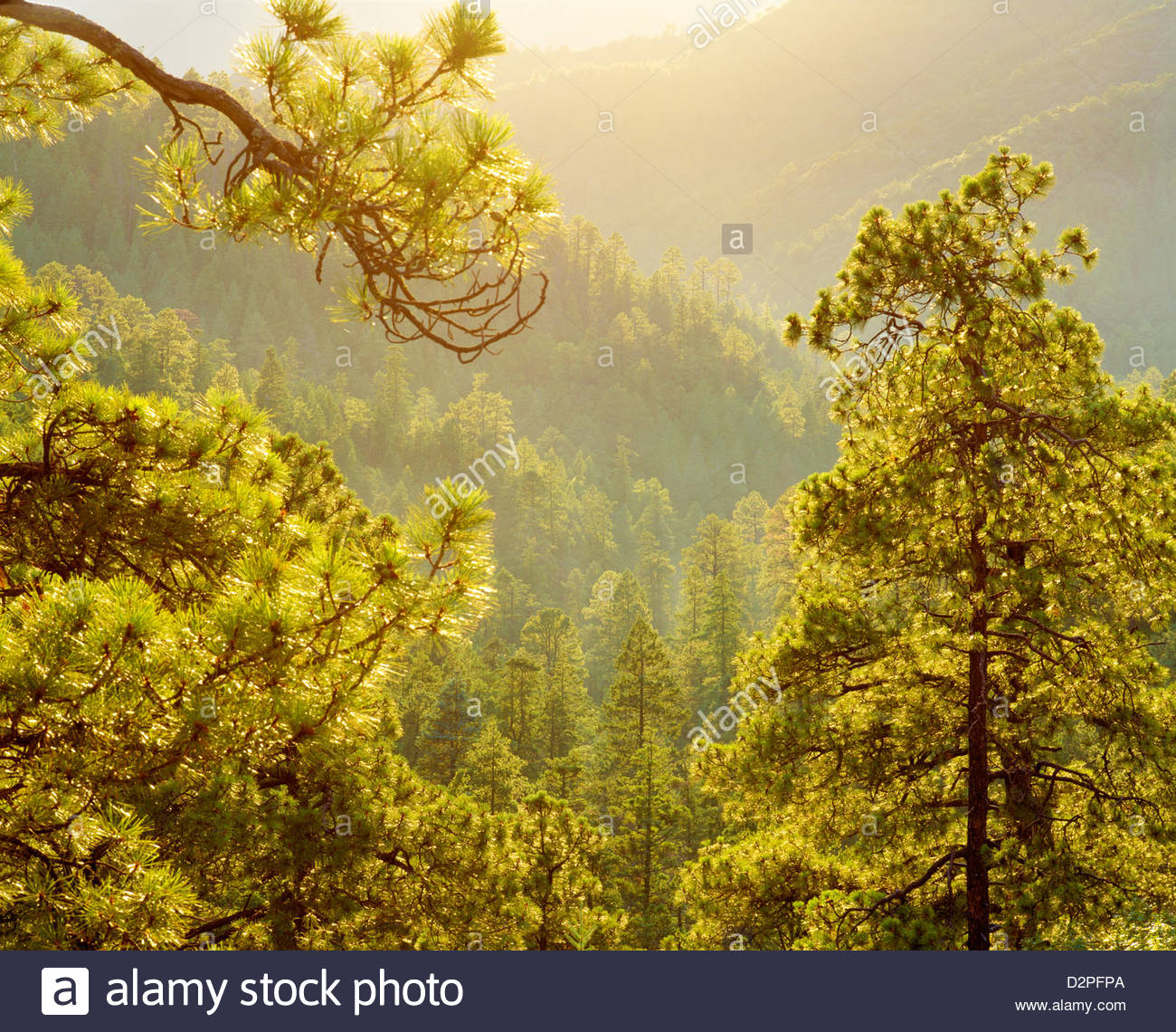 Ponderosa Forest High Resolution Stock Photography and Images - Alamy