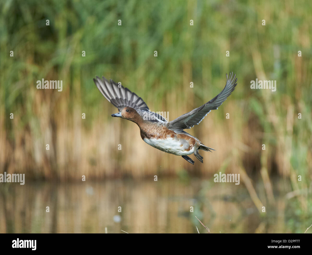 Wigeon in flight Stock Photo - Alamy