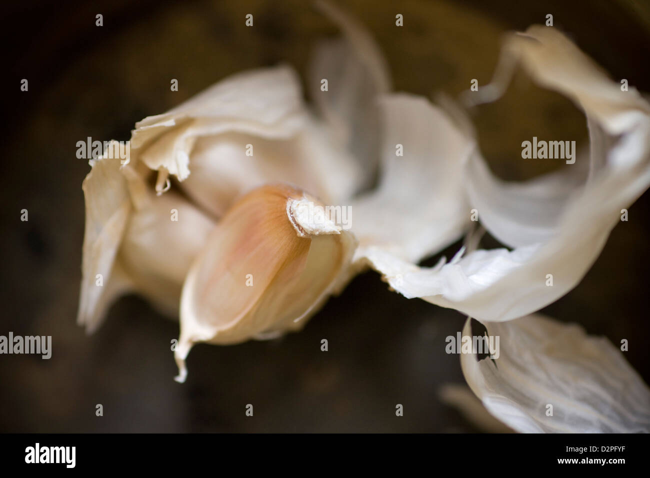Broken garlic bulb with the focus on one clove and surrounded by the ...