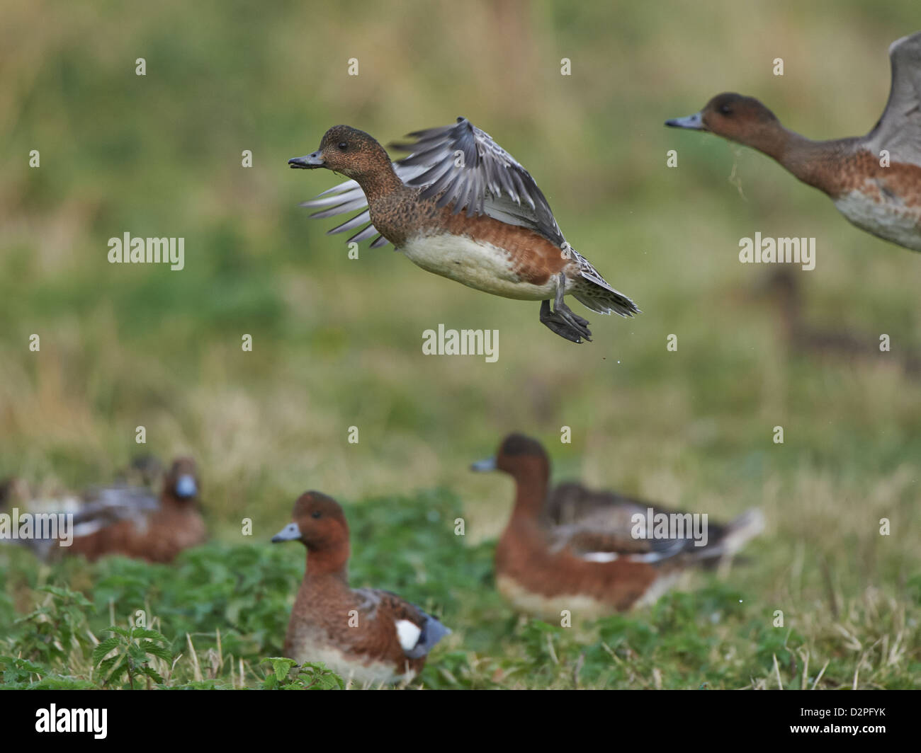 Wigeon in flight Stock Photo - Alamy