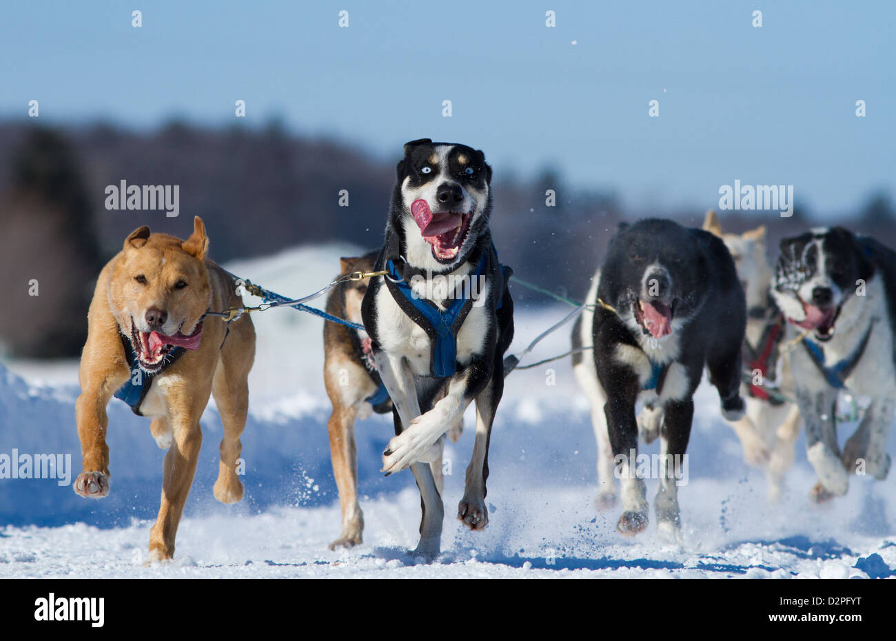 Dog sled race of lanaudiere hi-res stock photography and images - Alamy