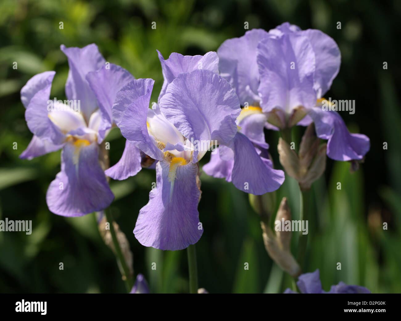 Botany Iridaceae Iris High Resolution Stock Photography and Images - Alamy