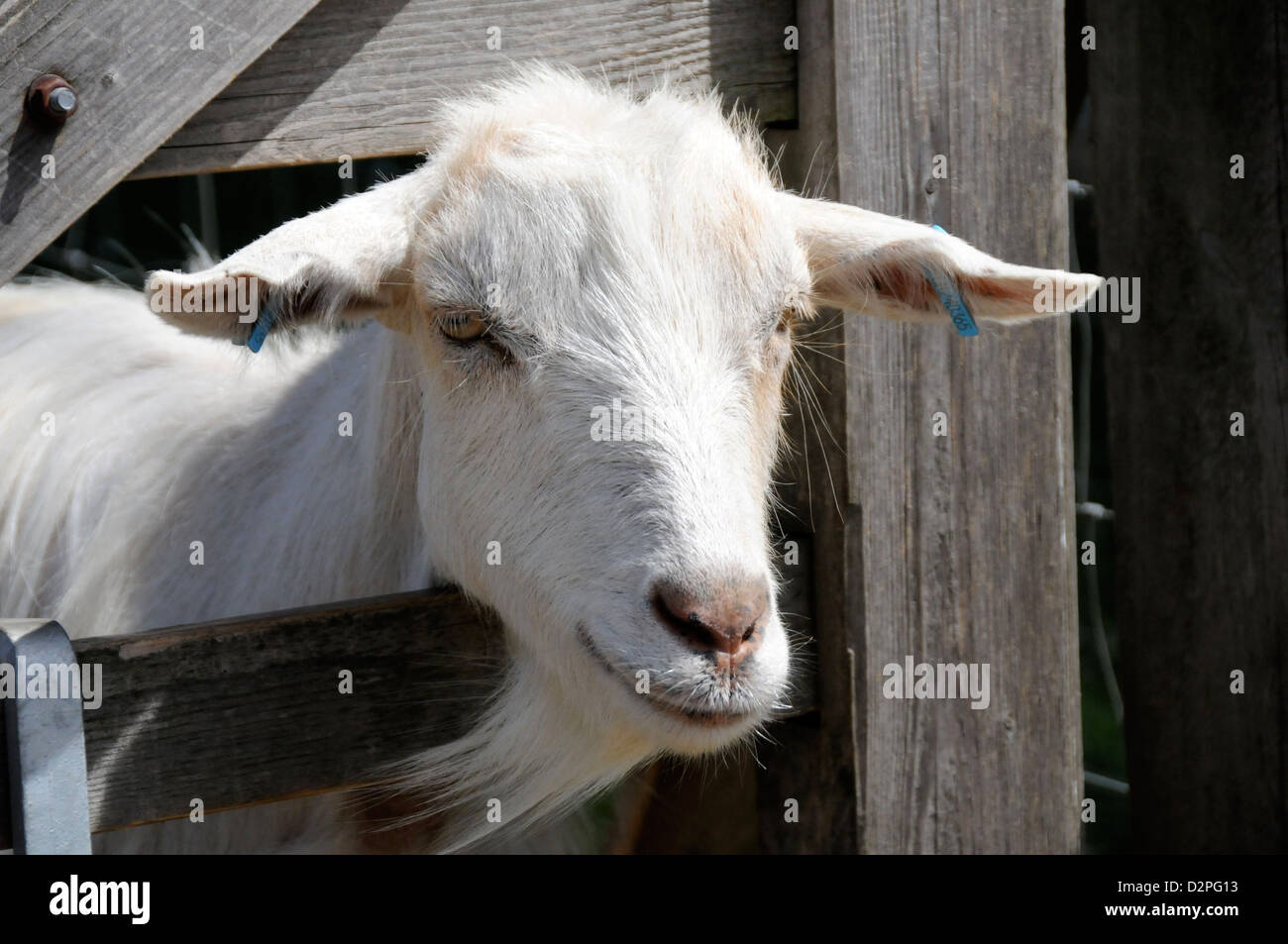 Goat peeking through gate Stock Photo - Alamy